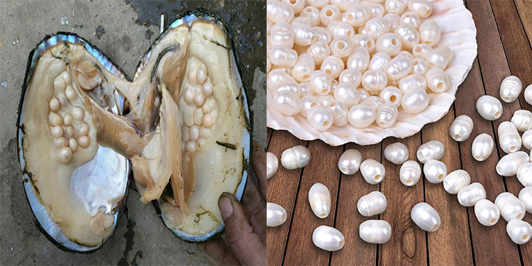 Pearl Elegance Preserved: A Comprehensive Guide to Cleaning and ...