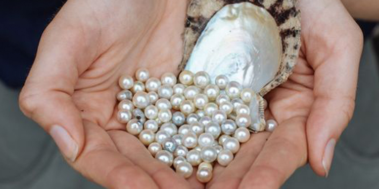 Akoya Pearl Buyer's Guide: Everything You Need to Know