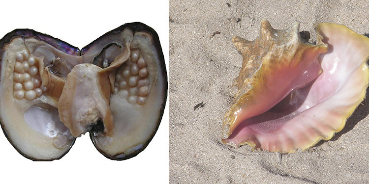 The Alluring Beauty and Rarity of Conch Pearls: An Overview