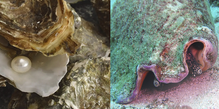 The Alluring Beauty and Rarity of Conch Pearls: An Overview