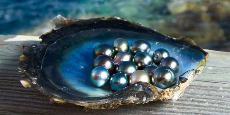 Decoding the Mystery of Black Pearls: A Guide to Choosing the Perfect One