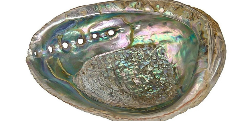 Everything You Need to Know about Mother of Pearl