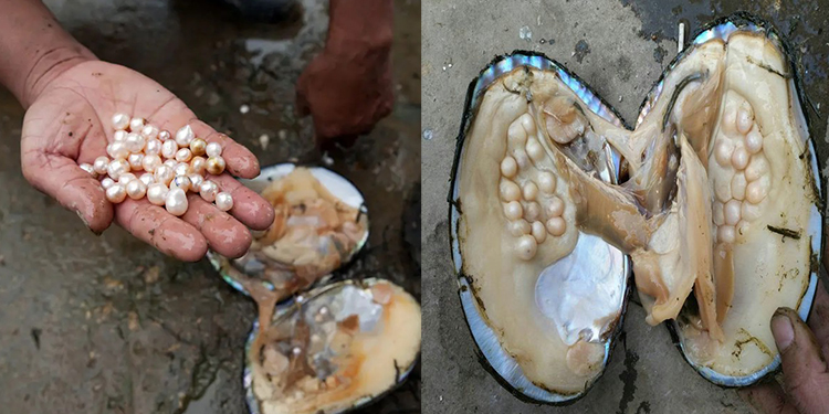 How Much Do Pearls Cost? Are Pearls a Good Investment?