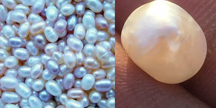 Main Differences Between Freshwater vs. Saltwater Pearls
