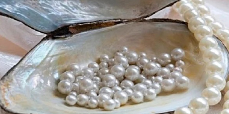 Main Differences Between Freshwater vs. Saltwater Pearls