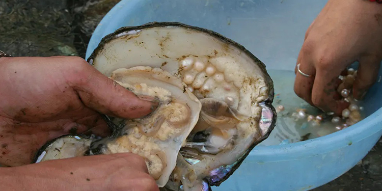 Main Differences Between Freshwater vs. Saltwater Pearls