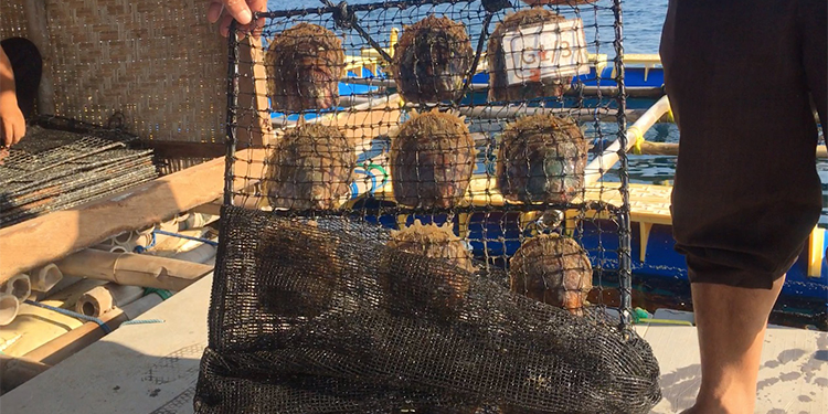 Why are Pearls So Precious? The Process of Pearl Farming!