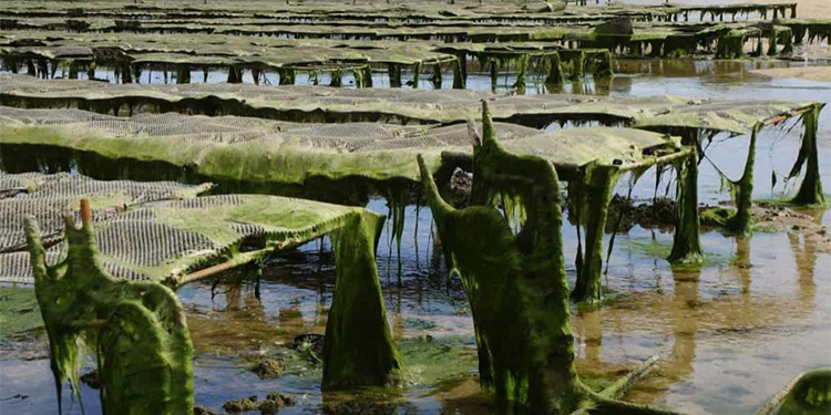 Why are Pearls So Precious? The Process of Pearl Farming!