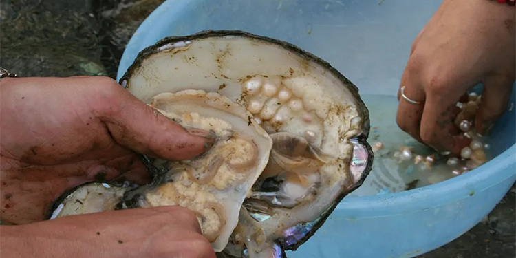 Why are Pearls So Precious? The Process of Pearl Farming!