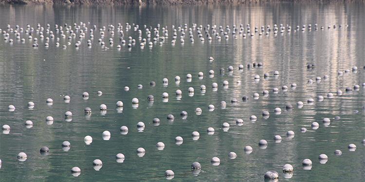 Why are Pearls So Precious? The Process of Pearl Farming!