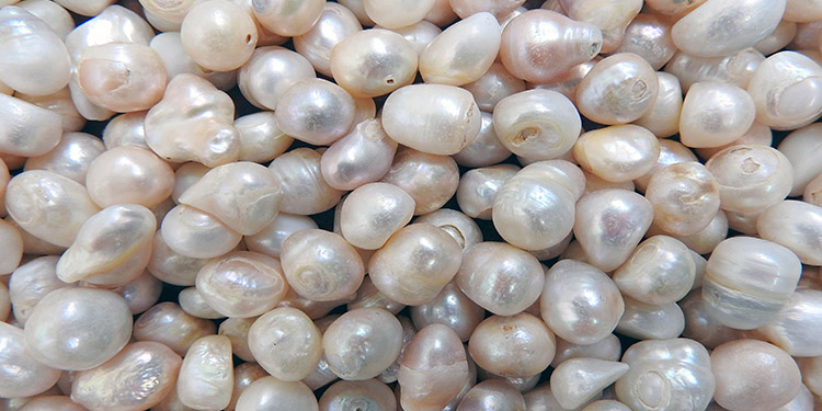 Saltwater vs Freshwater Pearls: Which Pearl is Best?