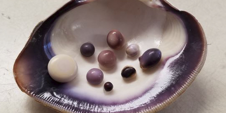 The Fascinating World of Quahog Pearls: A Comprehensive Introduction