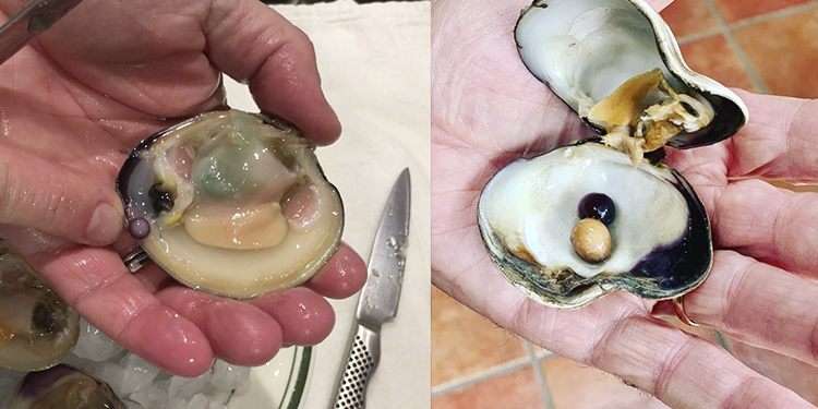 The Fascinating World of Quahog Pearls: A Comprehensive Introduction