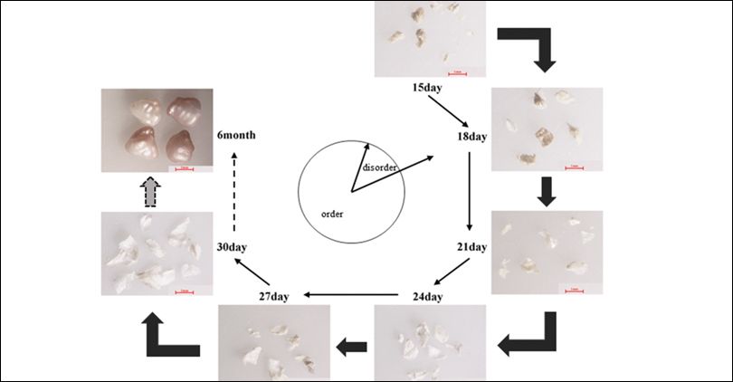 Unveiling the Mysteries: Exploring the Origins and Source of Pearls
