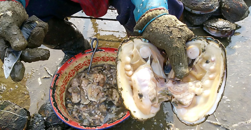 Unveiling the Mysteries: Exploring the Origins and Source of Pearls