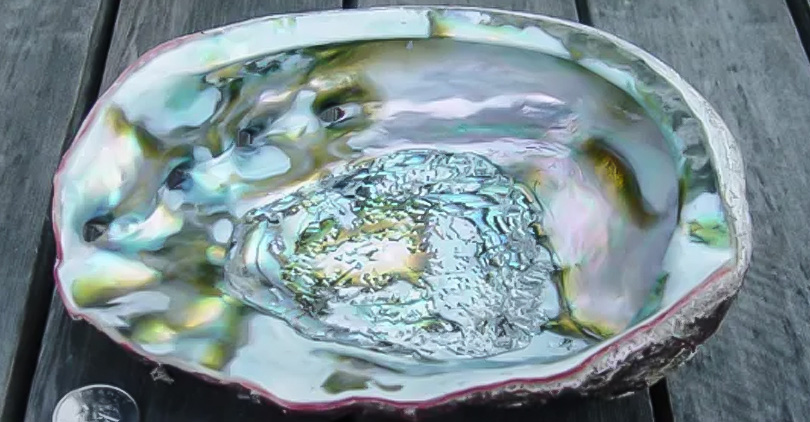 What is Mother of Pearl? Everything You Need to Know