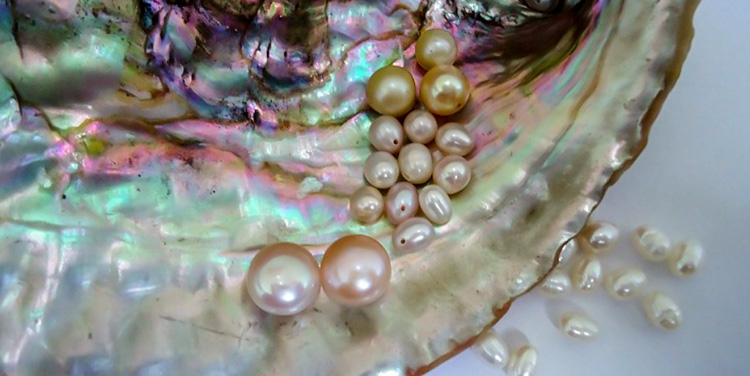 What is the Mother of Pearls? All You Need To Know